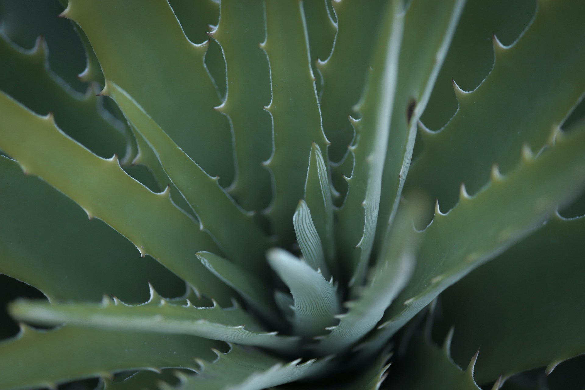 Je li aloe vera dobra za vaše lice? Evo što kažu stručnjaci - Qliniqa
